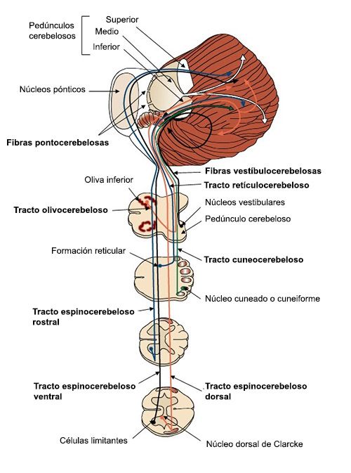 El cerebelo: anatomía y fisiología