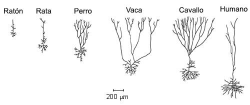 La filogénesis del Sistema Nervioso