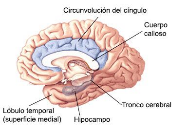 El Sistema Límbico: procesos cognitivos y regulación emocional
