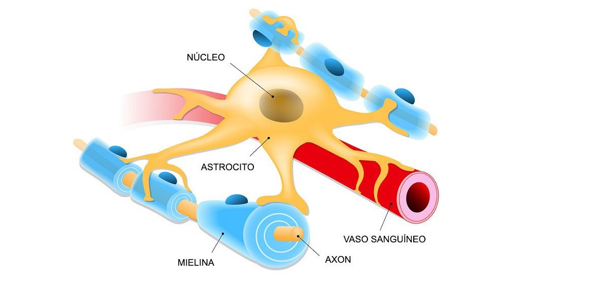 La Barrera Hematoencefálica (BHE), características y función
