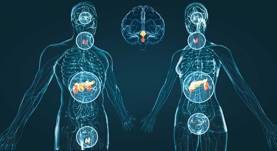 Funcionamiento Del Sistema Neuroendocrino