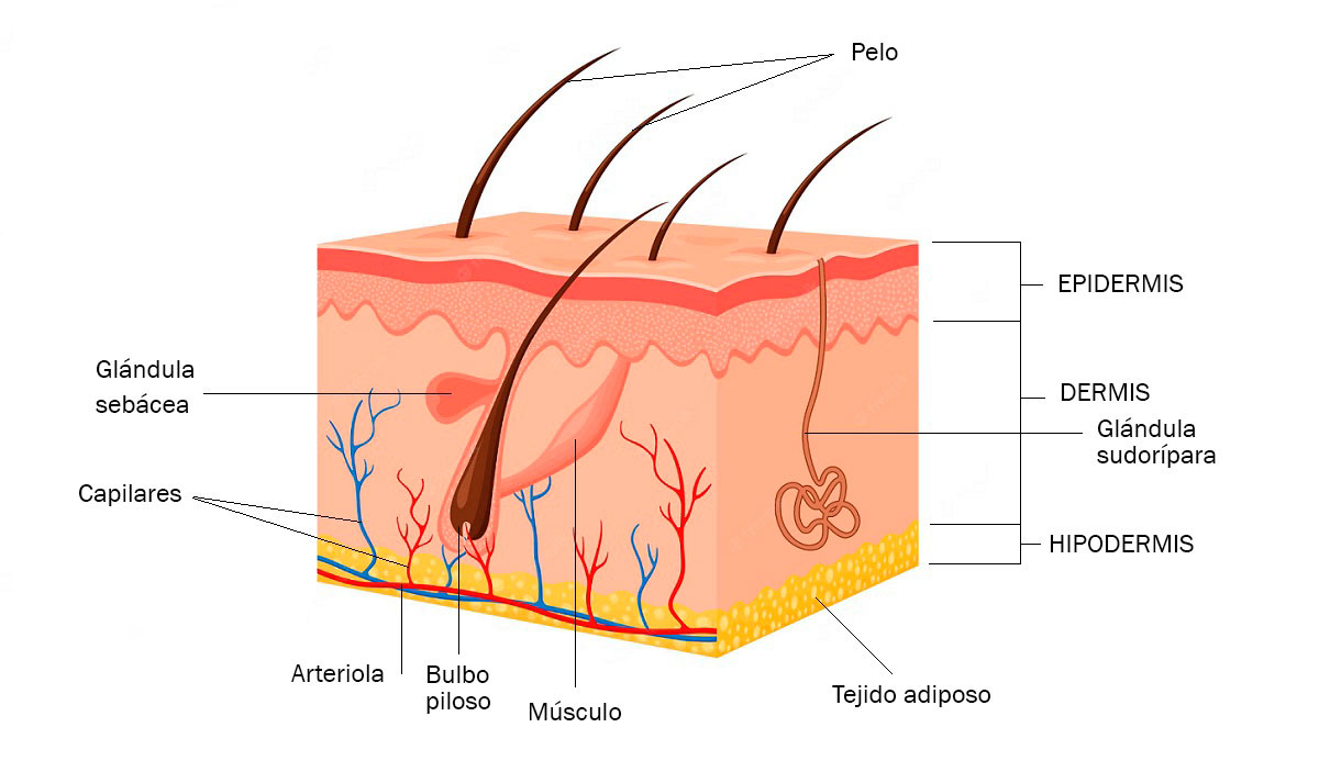 Receptores Del Sentido Del Tacto