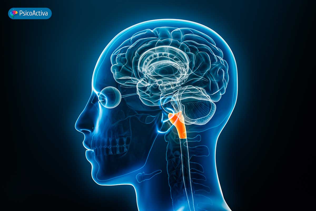 El Bulbo Raquídeo: Descubre sus características y funciones