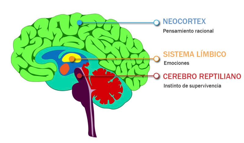 Neocórtex Anatomía Y Función Del Isocórtex