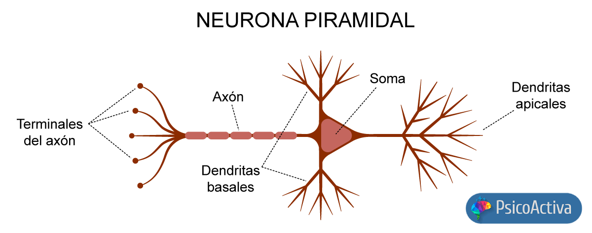 Estructura y funciones de las neuronas piramidales