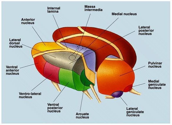 Tálamo: anatomía y función