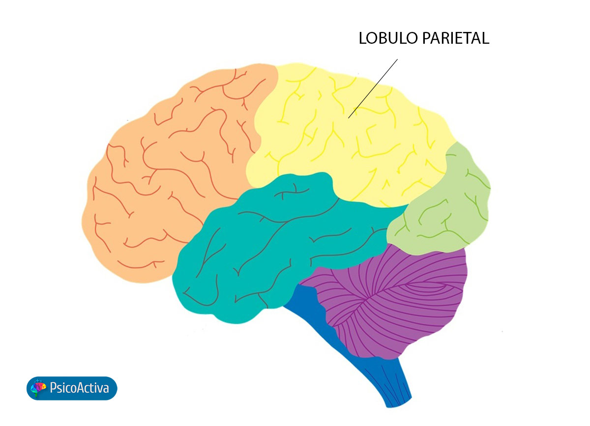 Lesiones del lóbulo parietal ¿cuáles son sus consecuencias? - PsicoActiva 1