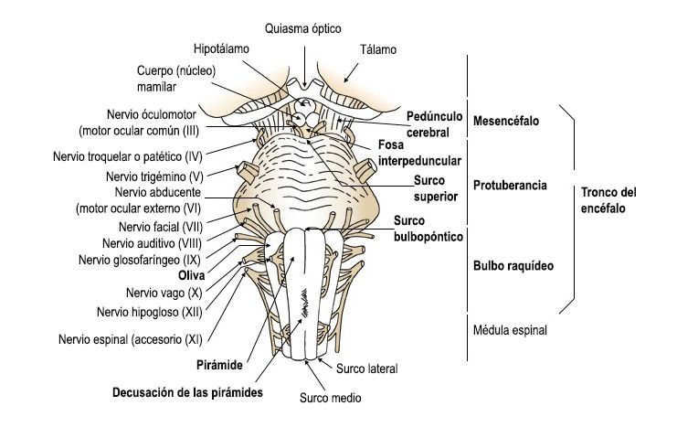 El Tronco Encefálico Anatomía Estructuras Y Función